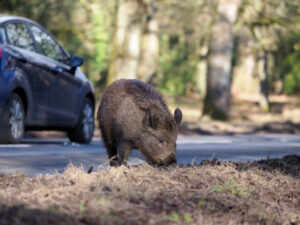 Beware of collisions with wild game! - ACL